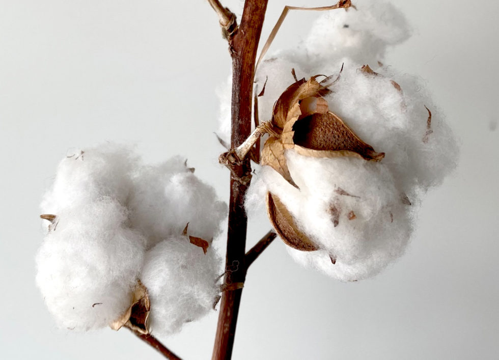 Matières premières agricoles, évolution du prix du coton - Bonjour François